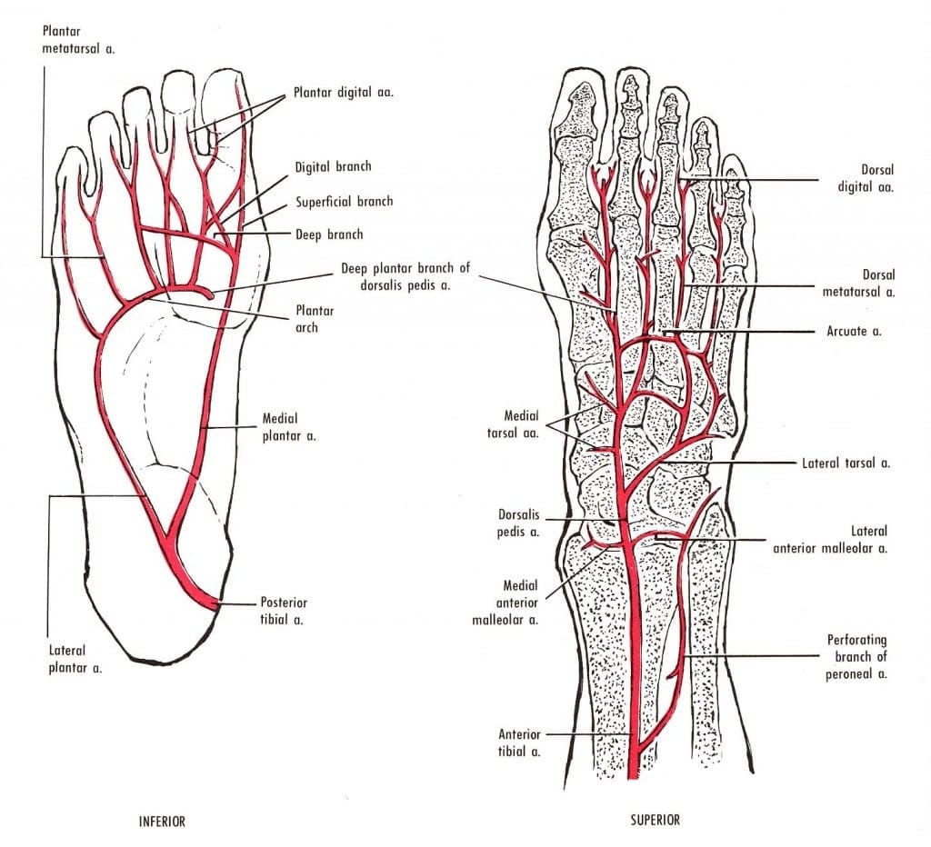 foot_veins – Elliottelford.com