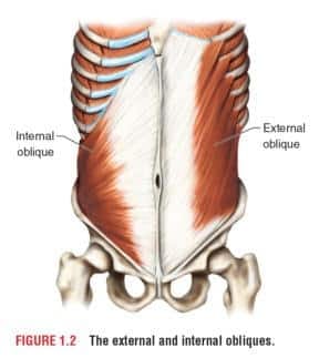 The Anatomy of the Abdomen (part 2/4: Internal Obliques ...