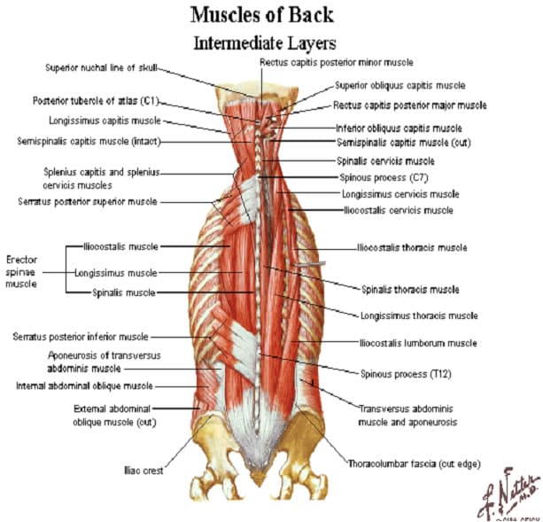 Lower Back Muscle Structure