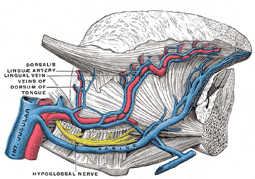 Anatomy of your Tongue – Elliottelford.com