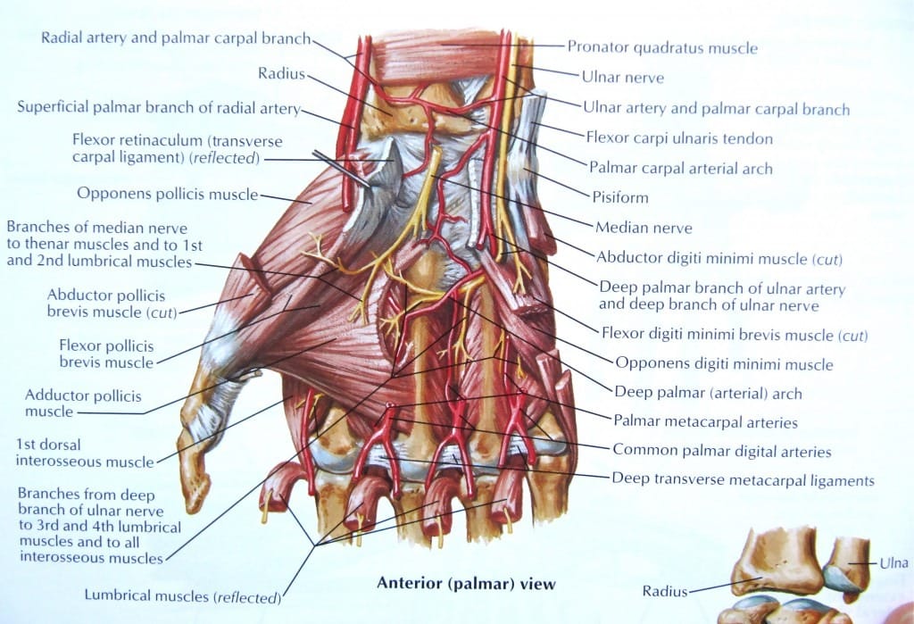 Hand Anatomy, Physiology, and Use – Elliottelford.com